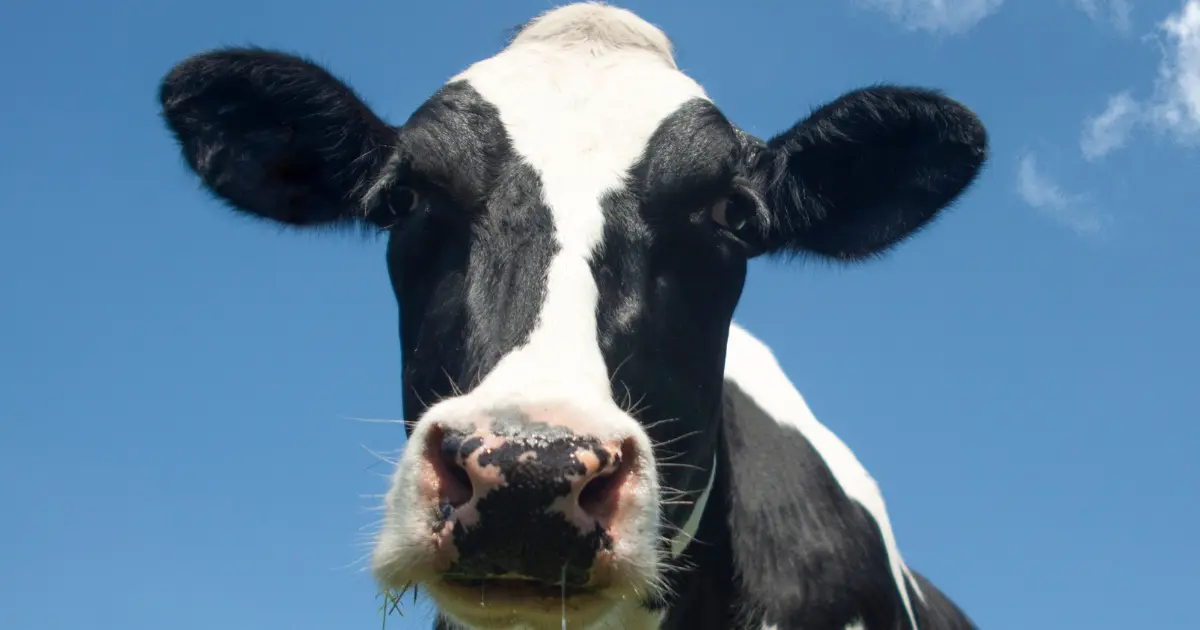 Producción de leche en vacas holando - Lacteos Franz