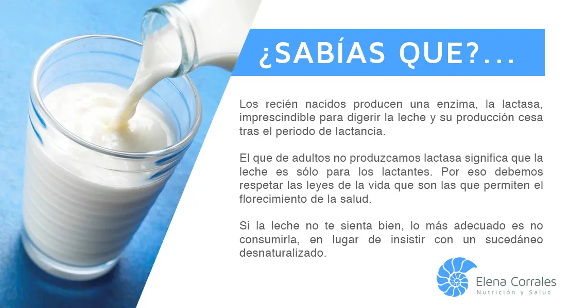 La leche y la digestión: una relación compleja - Lacteos Franz